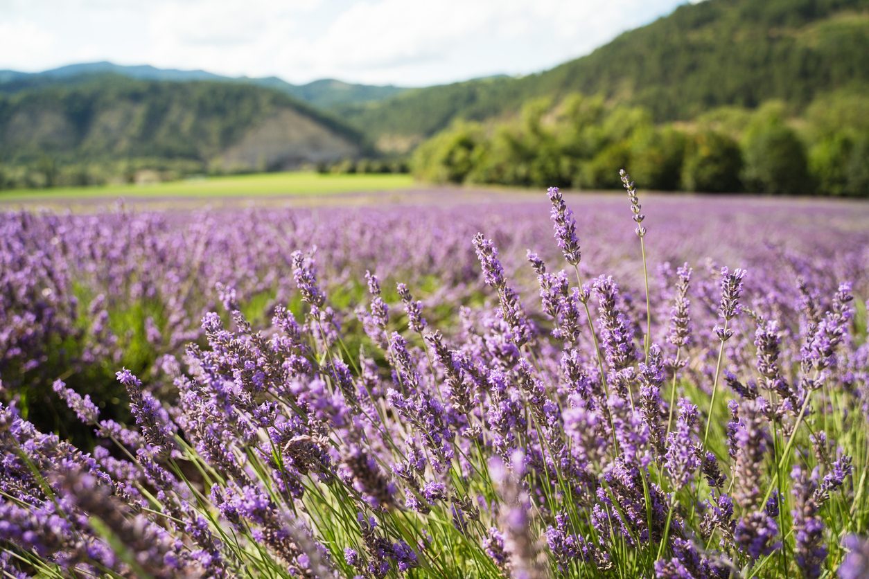 La lavande : en apprendre plus sur cette plante emblématique de la ...
